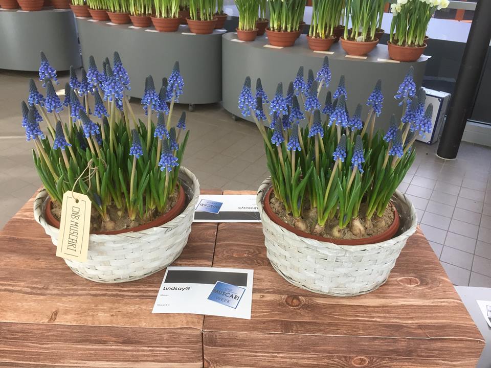 Exhibiciones y concursos de flores en enero y febrero de 2017 - Bulbos